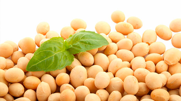 La soya un alimento esencial