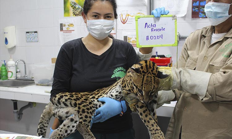 Tigrillo ocelote fue liberado por la CVC, tras periodo de recuperación
