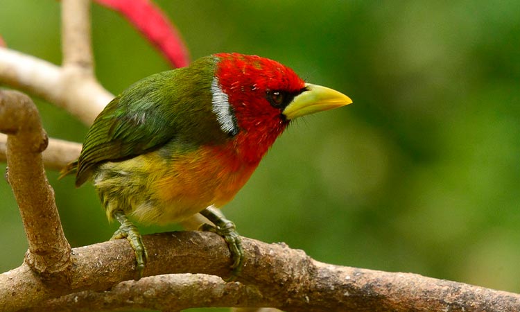 Arrancó Feria de las Aves