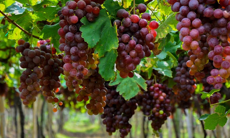 Diario Occidente | uvas-grajales