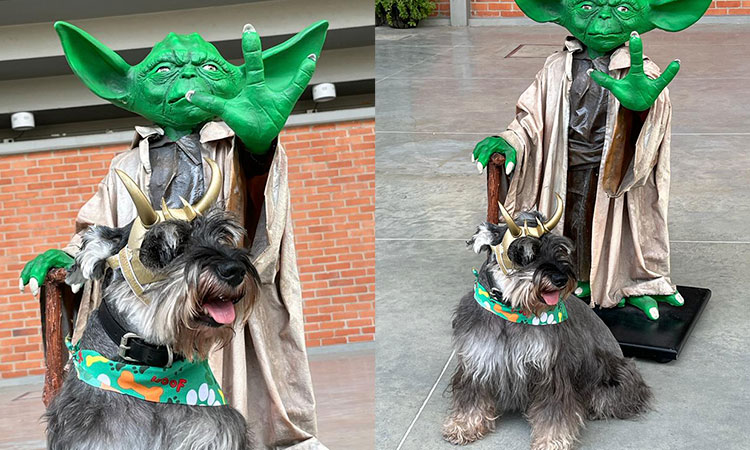 Cali Pop Festival 2023: una fiesta también para peluditos y peluditas
