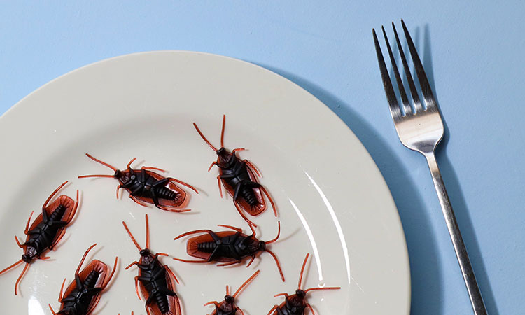 Del asco al placer: insectos comestibles, ¿te animarías a probarlos?