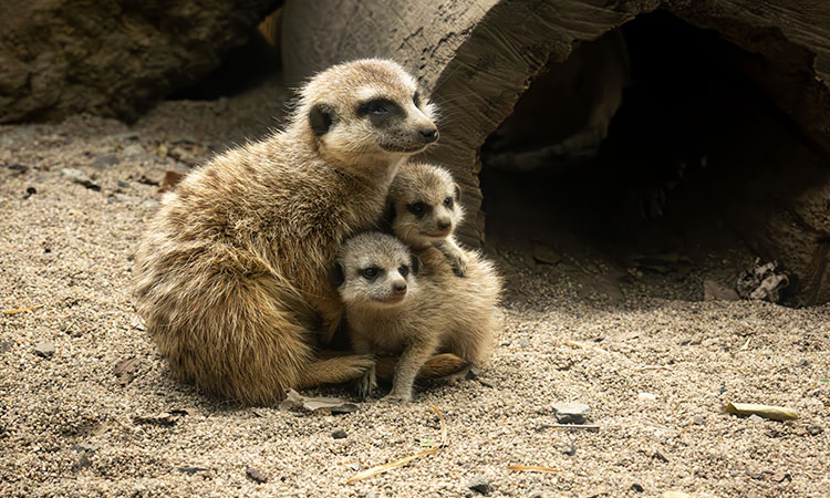 ¡Bebés a la vista! Nacieron suricatas en el Zoológico de Cali