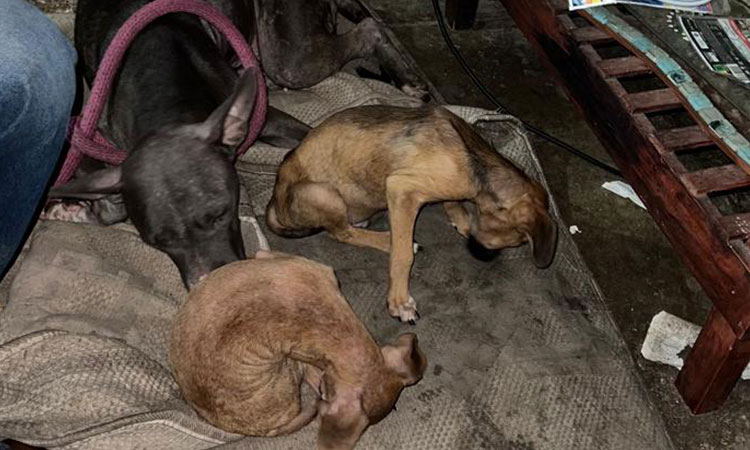 Maltrato animal en Potrero Grande: cinco perros fueron salvados de ...