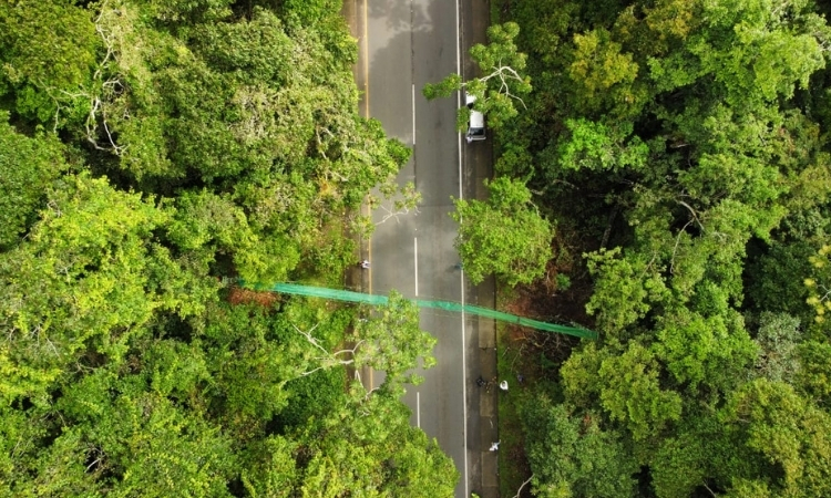 Pasos de fauna en vía a Buenaventura protegen biodiversidad